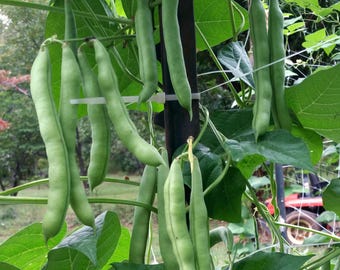 Pink Half Runner Beans Heirloom Non GMO Open Pollinated | Vegetable ...