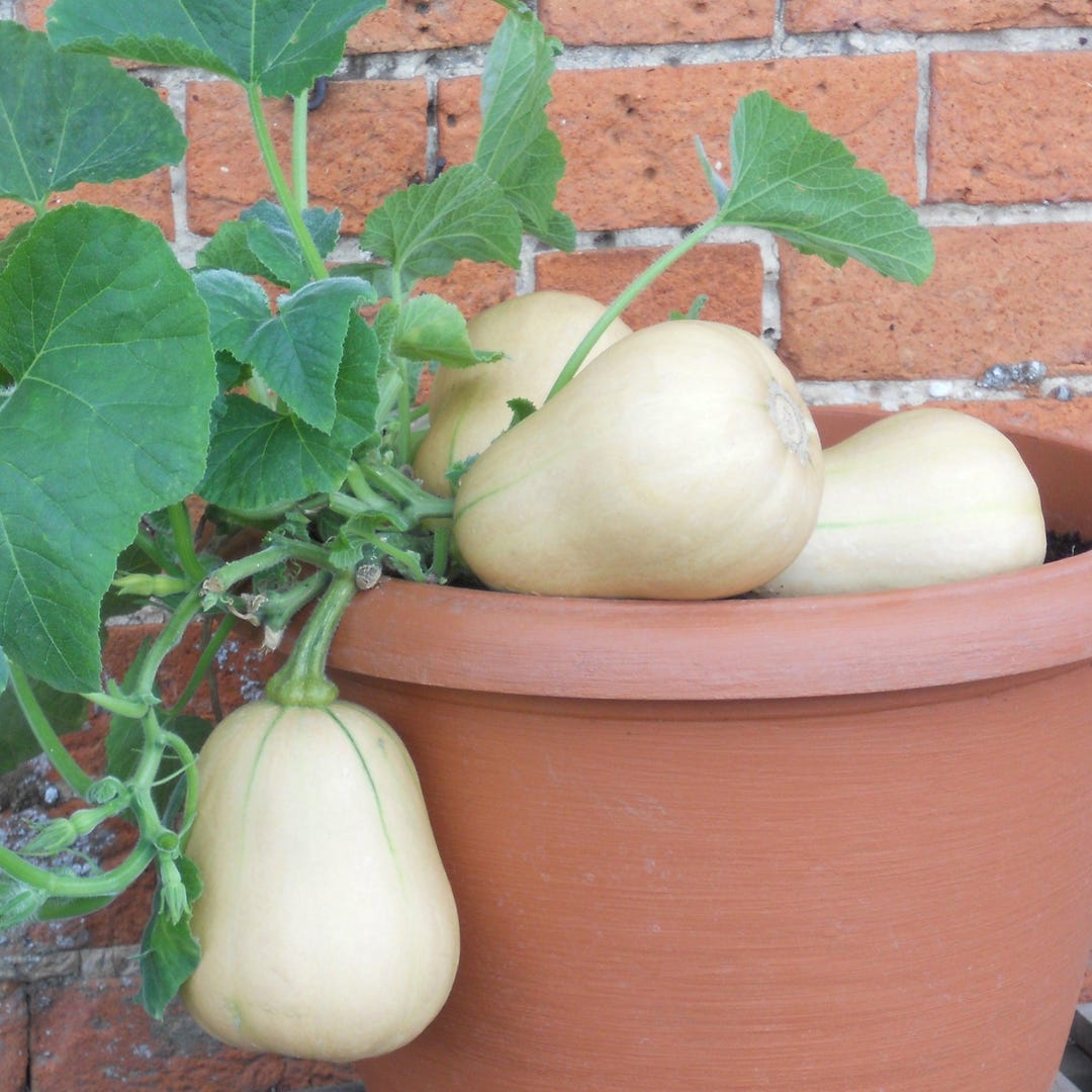 Burpee's Butterbush Winter Squash Seeds: Heirloom Non-gmo Container ...