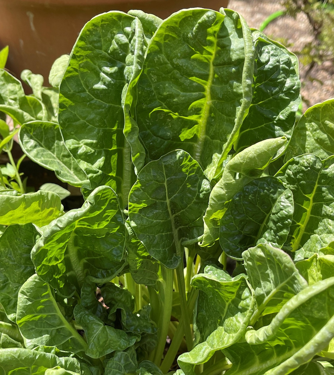 Perpetual Spinach Swiss Chard 50+ Seeds, Beta Vulgaris Cicla NON-GMO ...