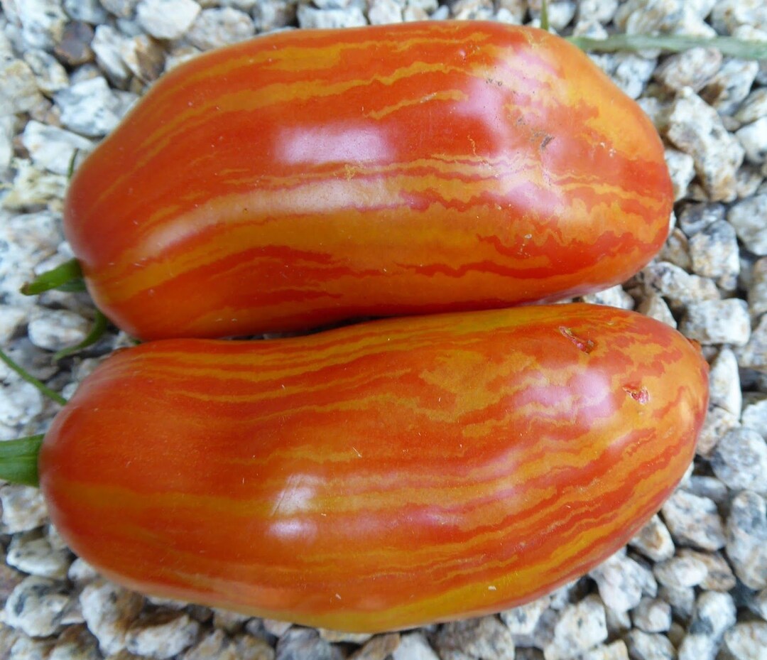 Prairie Fire, Tomato, 20+ Heirloom Garden Seeds Open Pollinated ...