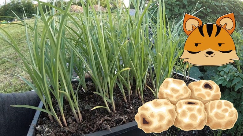 Tiger Nut Tubers (chufa Seeds) for Planting, Food Forest Crop - Etsy