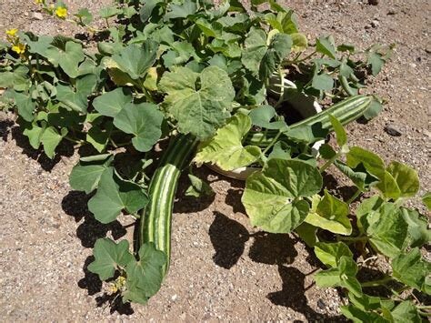 Cucumber Painted Serpent Striped Yard Long Armenian Cucumber 30 Seeds ...