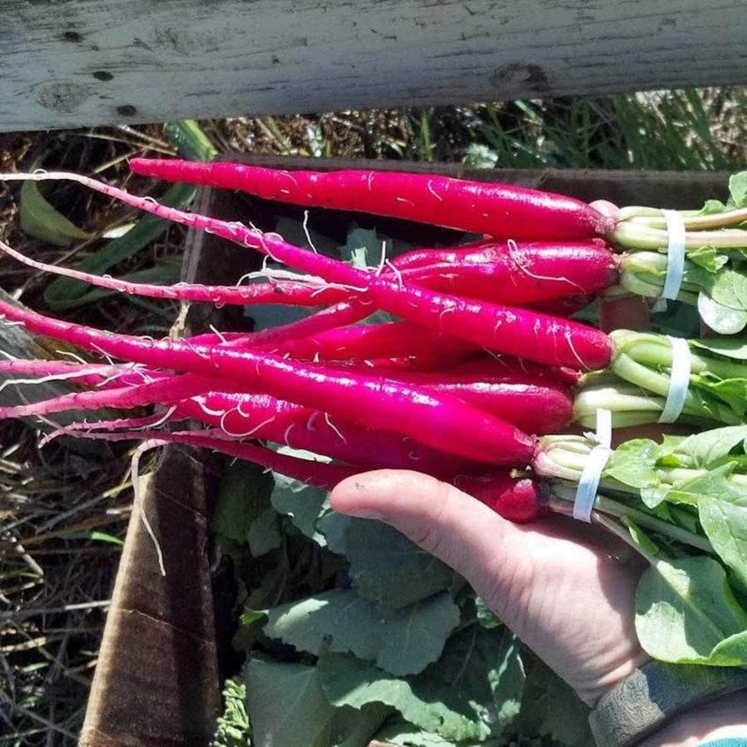 Fire Candle Radish Seeds: Long Red Heirloom Italian Radishes - Etsy