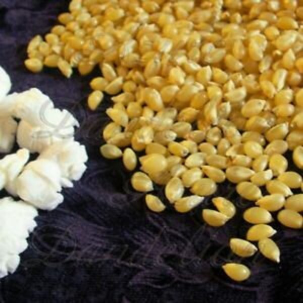 Tom Thumb Seeds - Etsy