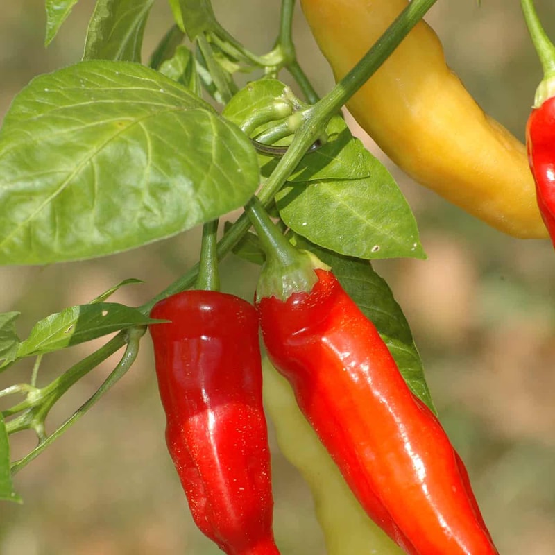 Rare Pepper Seeds - Etsy