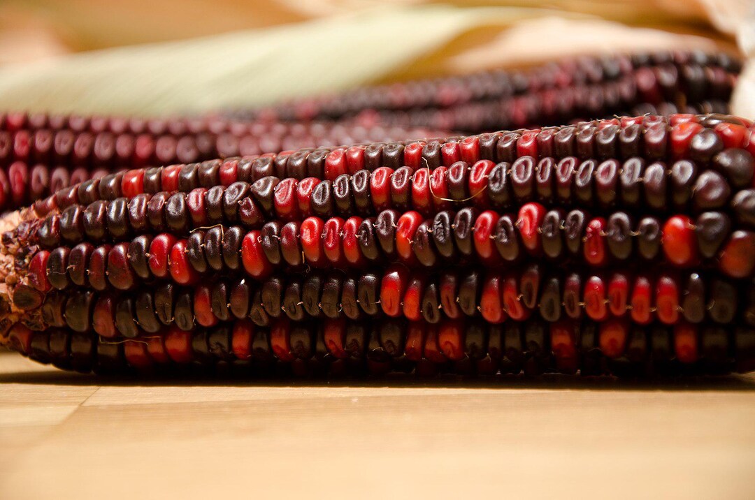 Bloody Butcher Corn Seeds: Heirloom Organic, Non-gmo - Etsy