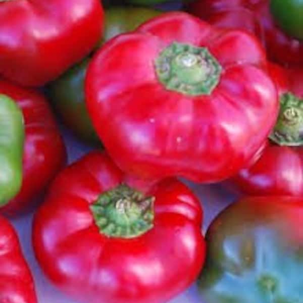 Pimento Pepper Plant - Etsy