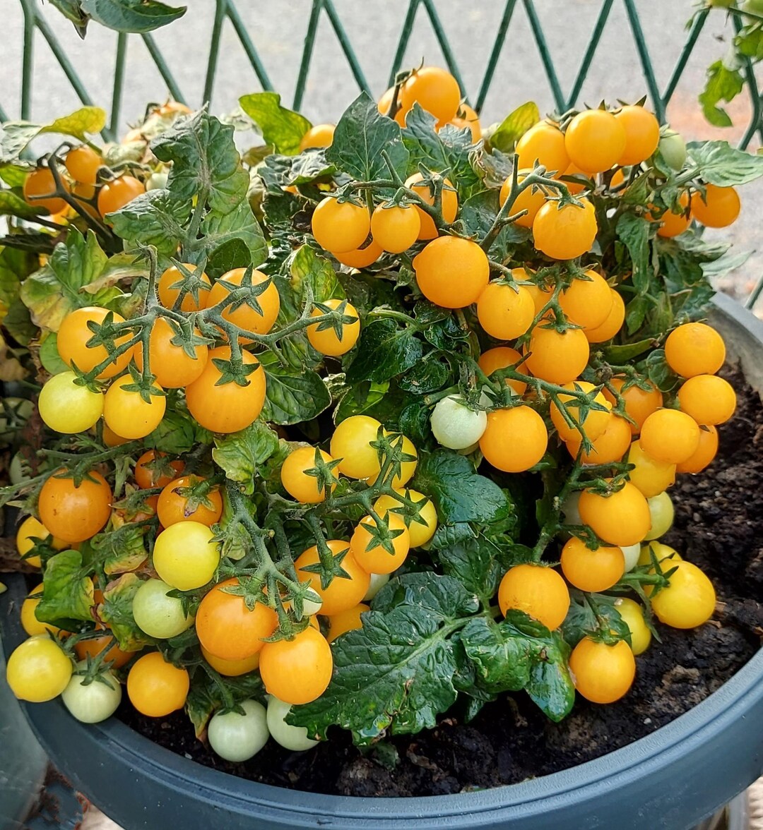 Amber, Dwarf Tomato, Rare Russian Heirloom Garden Seeds Open Pollinated ...