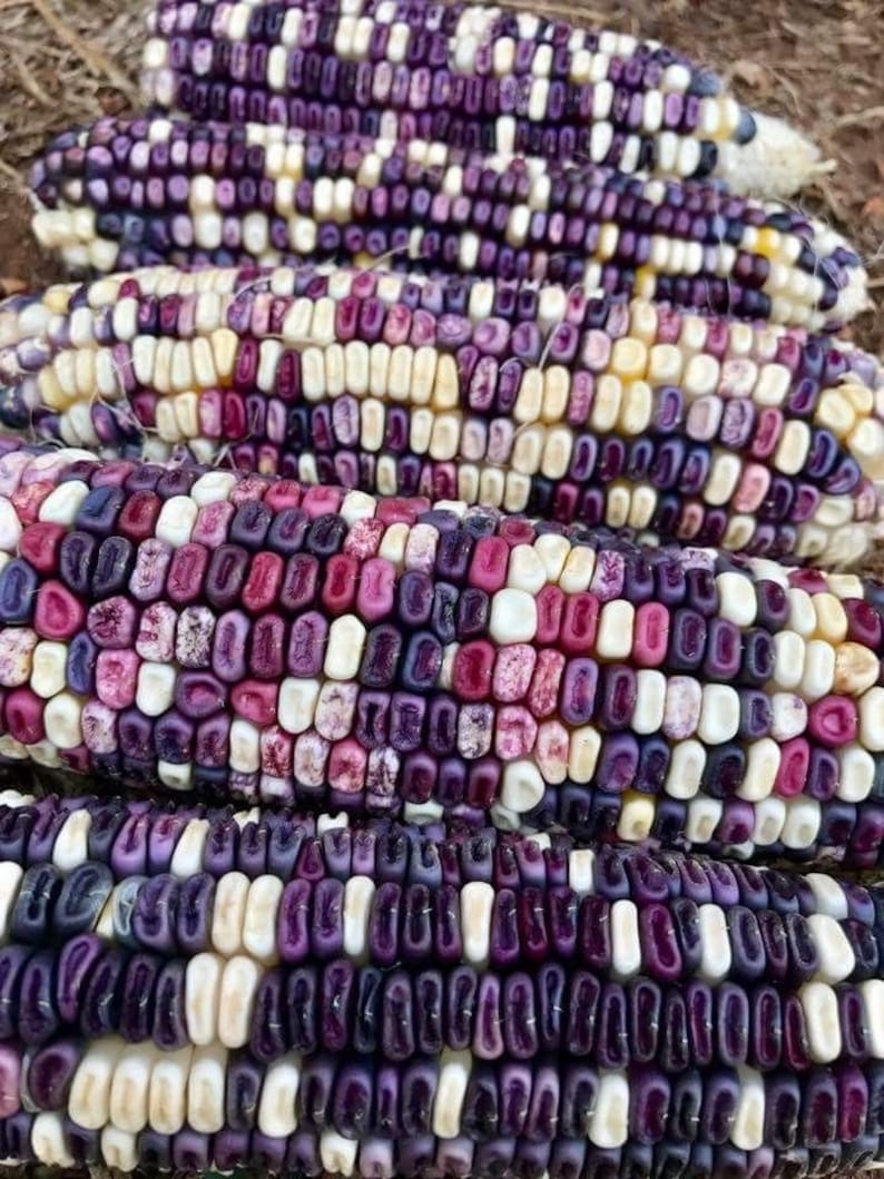 Corn Cherokee White Eagle Speckled Dent Corn Native American Corn ...