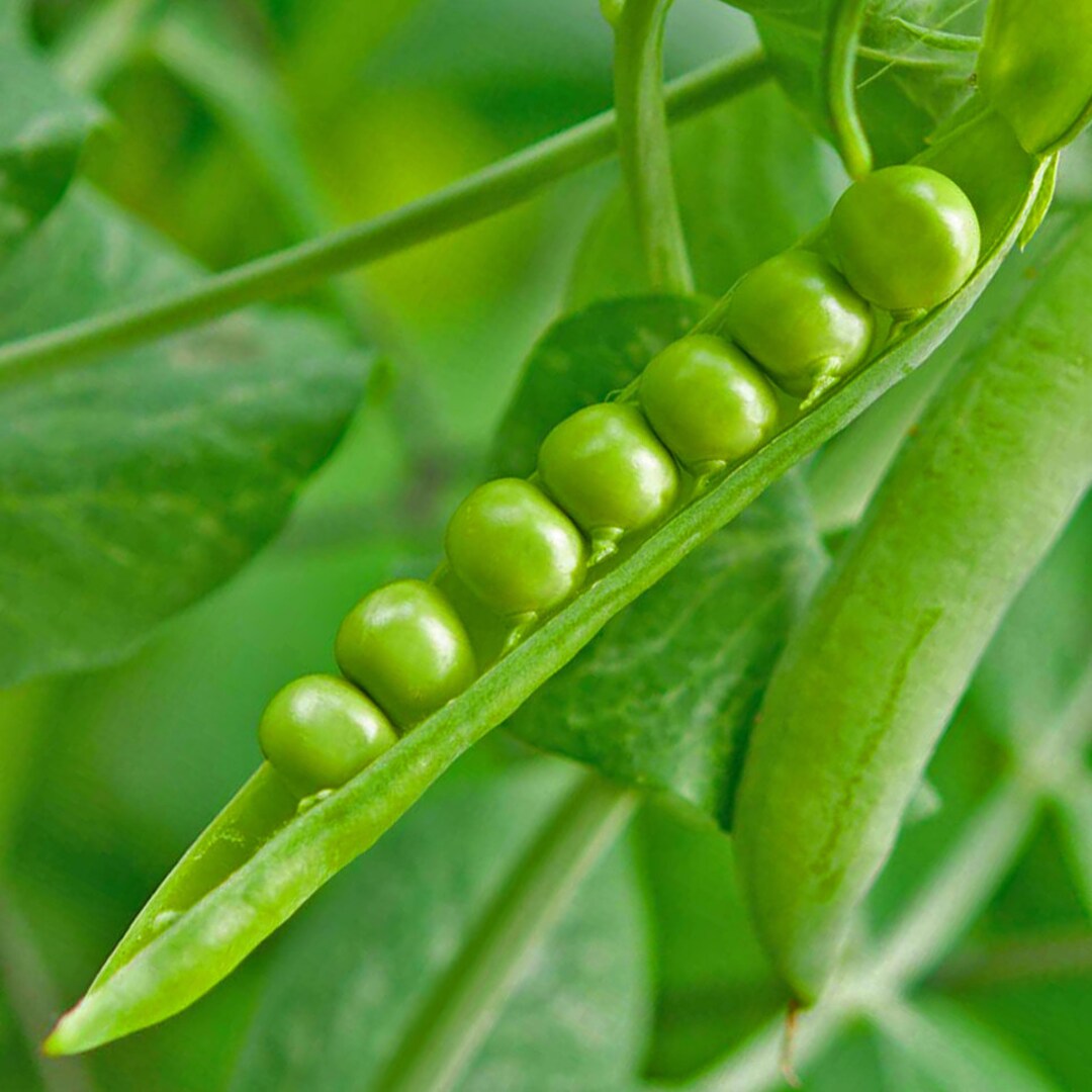 Lincoln Homesteader, Pea, Heirloom Garden Seeds Vegetable Seeds Garden ...