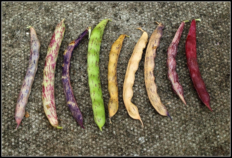 Cherokee Trail of Tears Pole Bean Seeds: Organic Heirloom Vegetable - Etsy