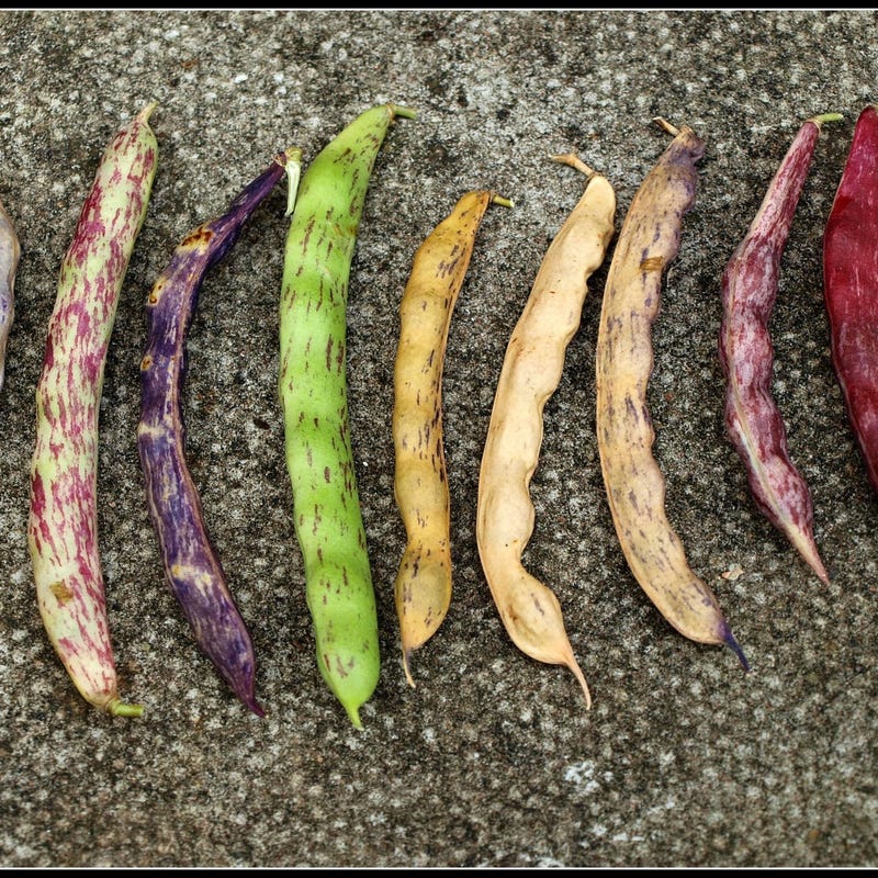 Cherokee Tears - Etsy