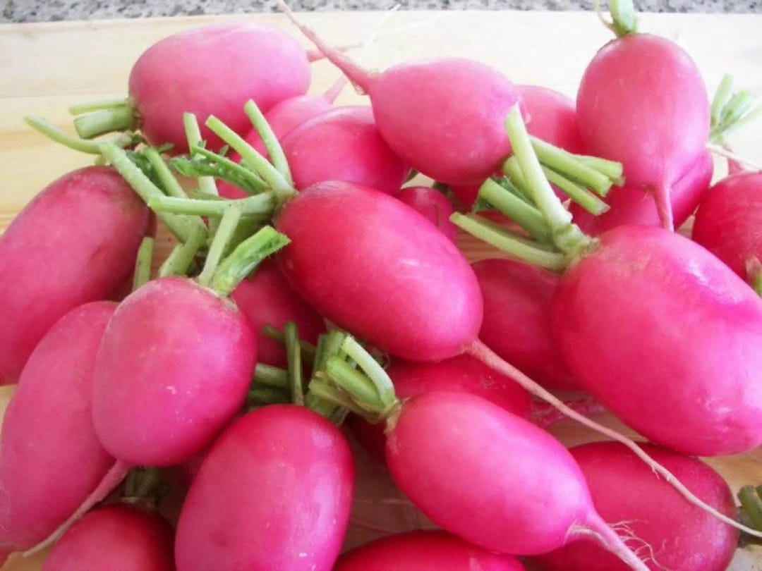 Lady Slipper Radish Seeds: 100+ Heirloom, Open Pollinated - Etsy