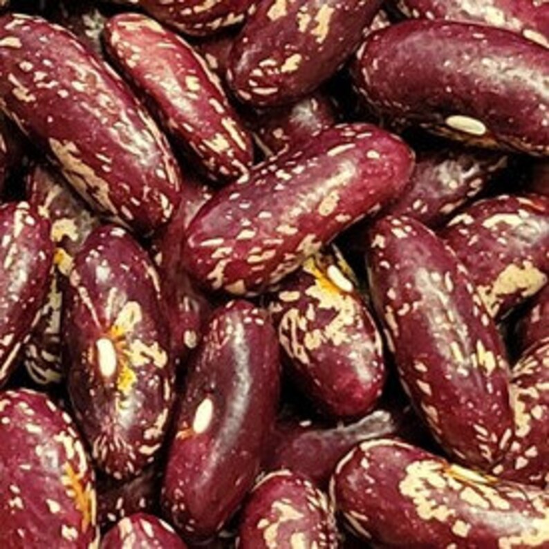 Beans Bert Goodwin Half Runner Heirloom Seed Maine Heirloom Best All ...