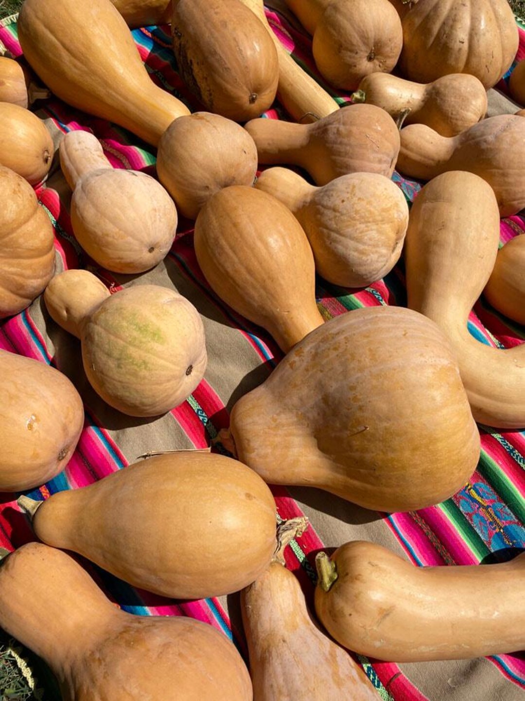 Lofthouse Landrace Moschata Butternut, Winter Squash, Rare Heirloom ...