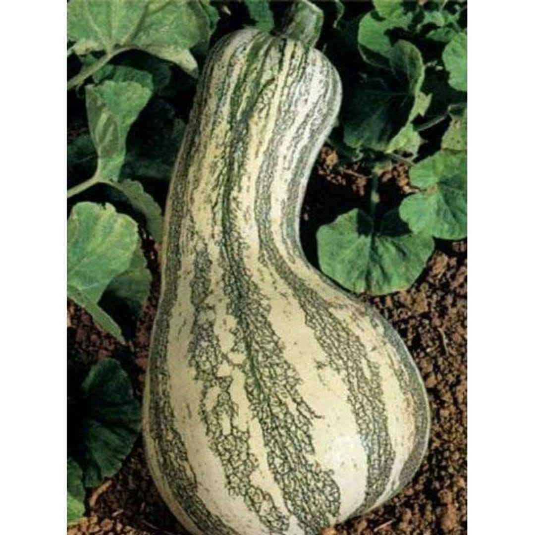 Green Striped Cushaw, Winter Squash, Southwest Heirloom Garden Seeds ...