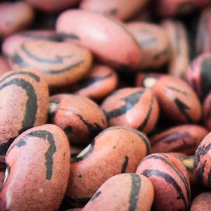 New! Hopi Three Sisters Native American Seed Collection - Native ...