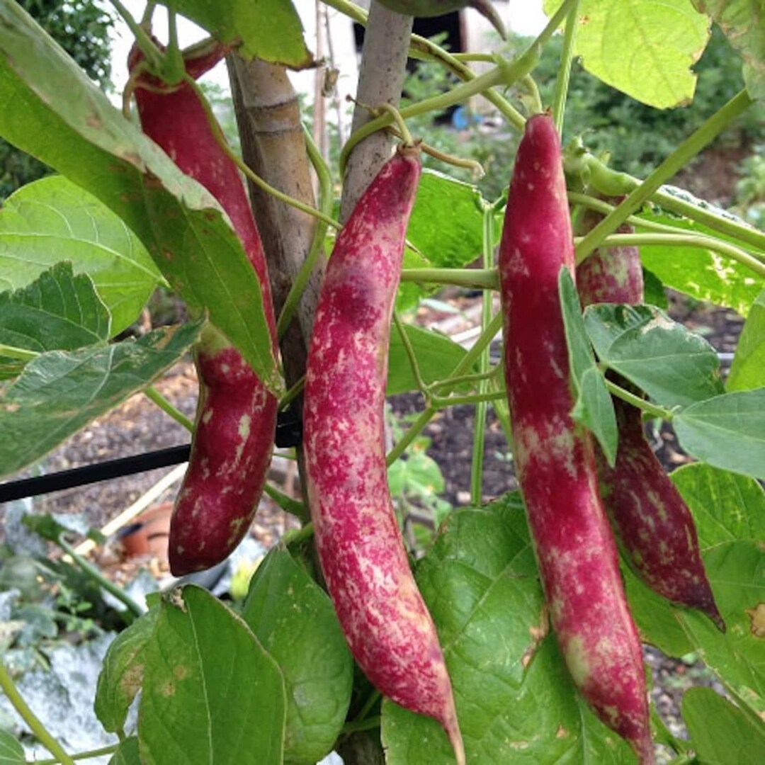Taylor Dwarf Horticultural, Bush Bean, Aka Pink Cranberry Heirloom ...
