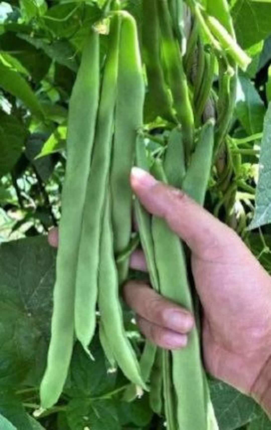 Qing Bian Romano Bean Seeds: Chinese Heirloom, Organic, Non-gmo - Etsy