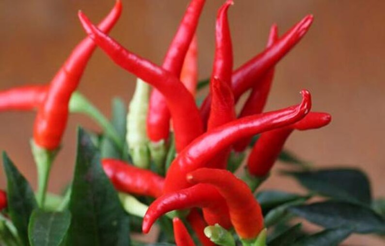 Mirasol Mosco Pueblo Chile Pepper Seeds: Rare Colorado Heirloom - Etsy