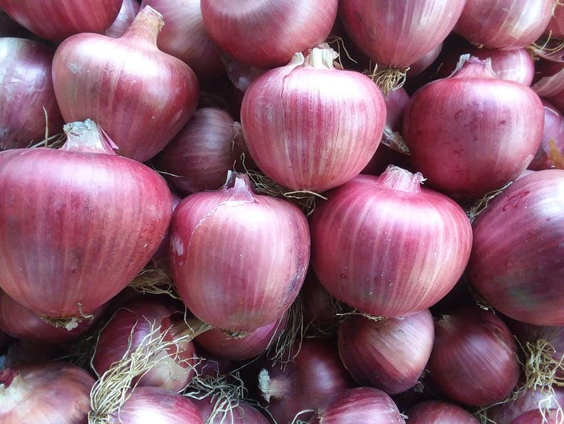 Rossa Di Milano Onion Seeds: Italian Heirloom Non GMO - Etsy