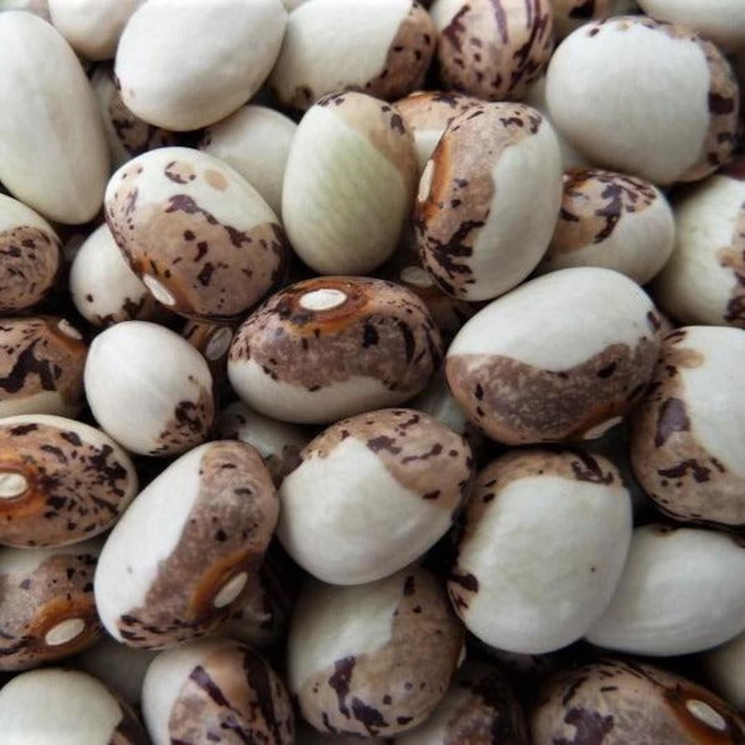 Papa Di Rola, Semi-pole Bean, Heirloom Garden Seeds Open Pollinated ...