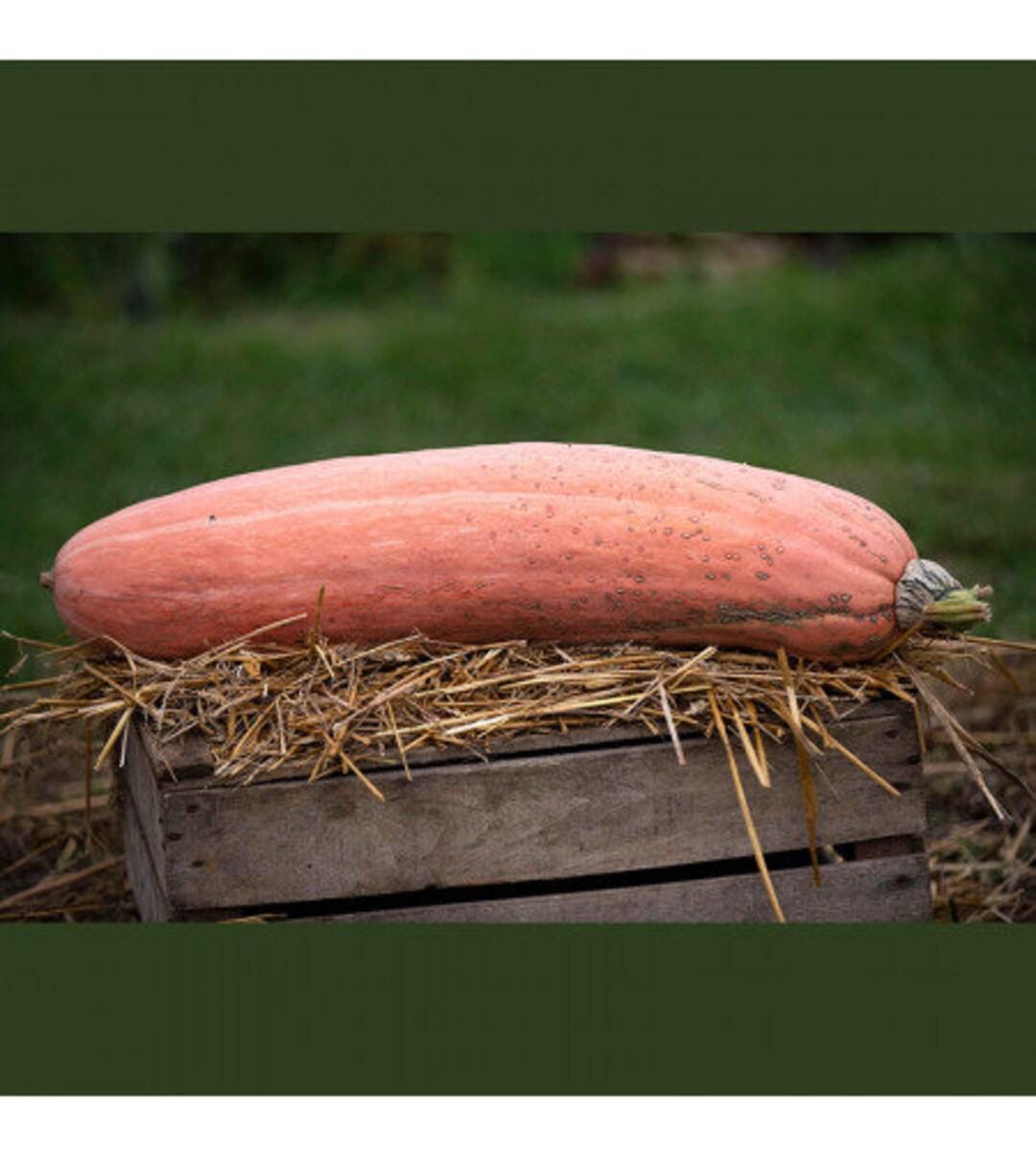 Jumbo Pink Banana Winter Squash Seeds: Heirloom, Non-gmo - Etsy