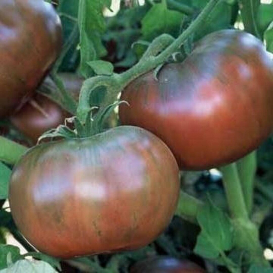 Cherokee Purple, Tomato, Heirloom Seeds Open Pollinated Container ...