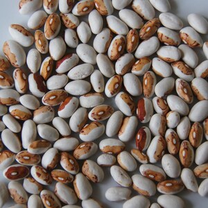 Hidatsa Shield Figure, Pole Dry Bean, Open Pollinated Garden Seeds ...