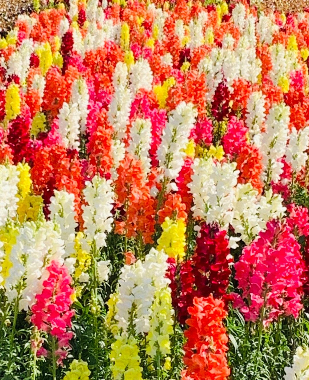 Snapdragon- Tall Spur Mix Seeds -deluxe Tall Mixed Colors - Heirloom - Etsy