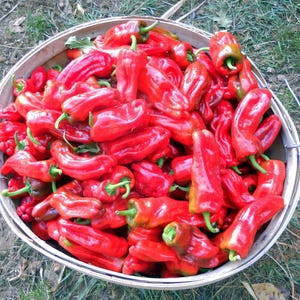 Aleppo, Hot Pepper, Aka Halaby Pepper, Heirloom Garden Seeds Open ...