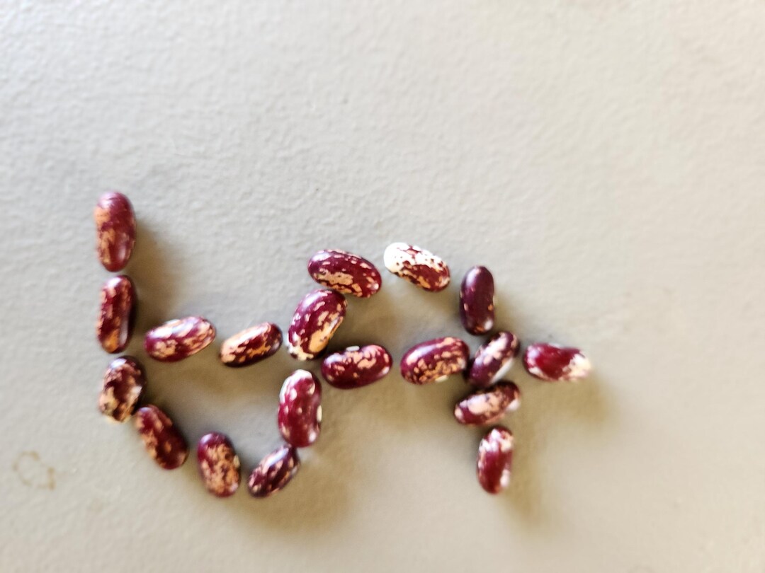 Money Bean Seeds: Rare Heirloom Organic Non-gmo Garden Seeds - Etsy