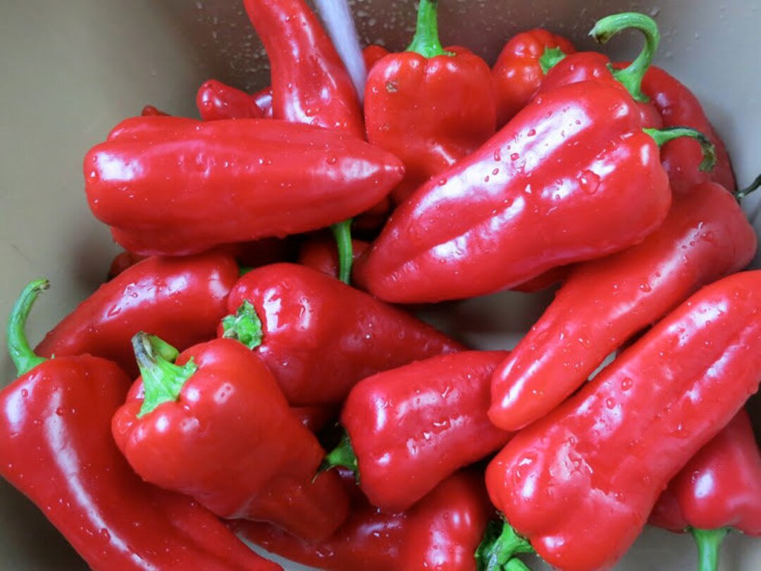 Shepherd's Ramshorn Sweet Pepper Seeds: Spanish Heirloom, Non-gmo - Etsy