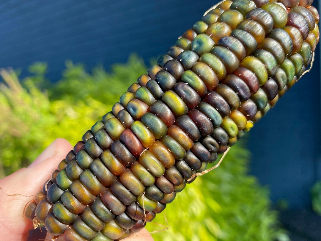 Oaxacan Green Dent Corn Seeds: Heirloom Organic Vegetable Seeds - Etsy