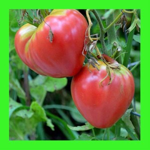 Jory Oxheart Tomato Seeds: Heirloom, Early Harvest, Organic - Etsy
