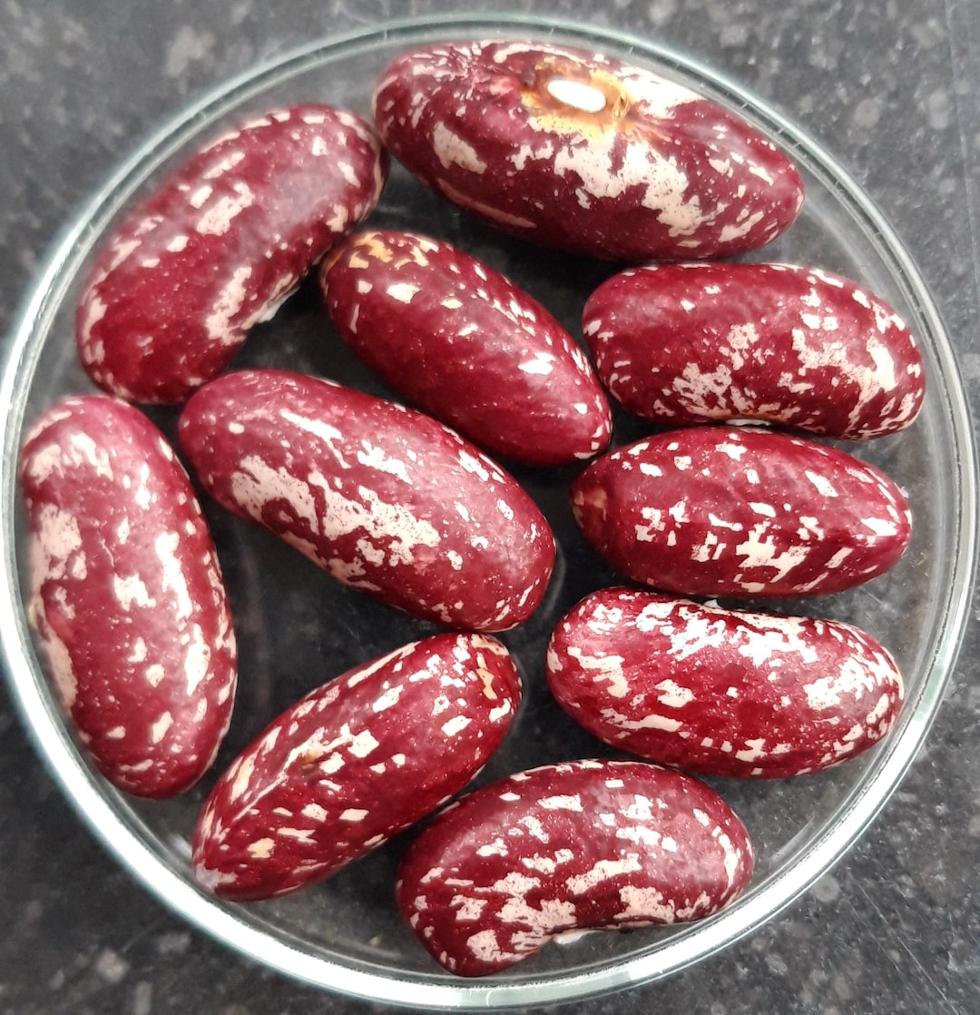 Bert Goodwin Bean Seeds: Maine Heirloom, Organic, Non-gmo - Etsy