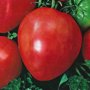 Jory Oxheart Tomato Seeds: Heirloom, Early Harvest, Organic - Etsy