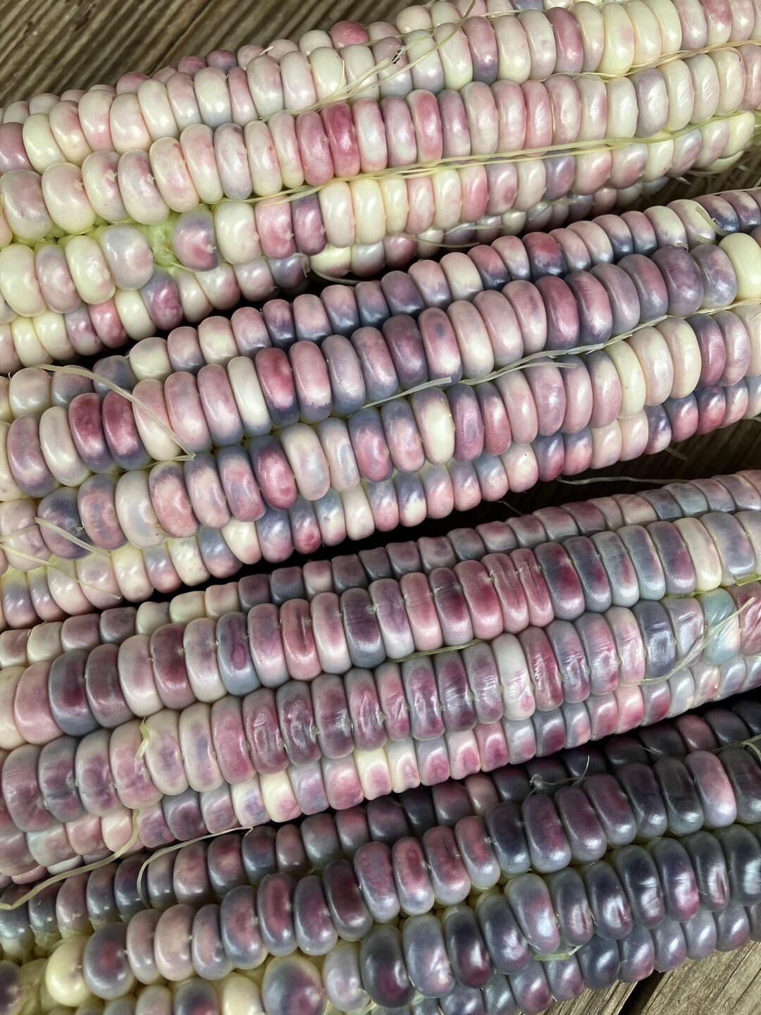 Blue Clarage, Dent Corn, Heirloom Seeds Animal Feed Flour Corn Non GMO ...