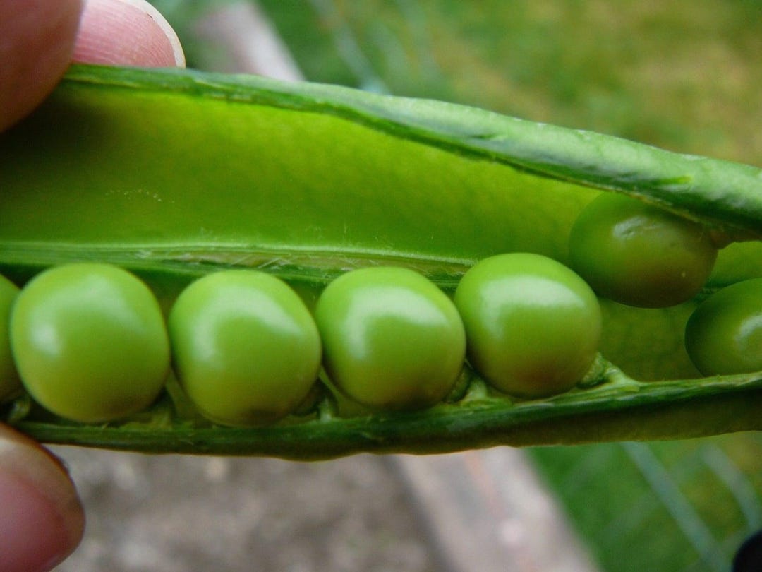 Lincoln Homesteader Pea Seeds: Heirloom Vegetable, Non-gmo - Etsy