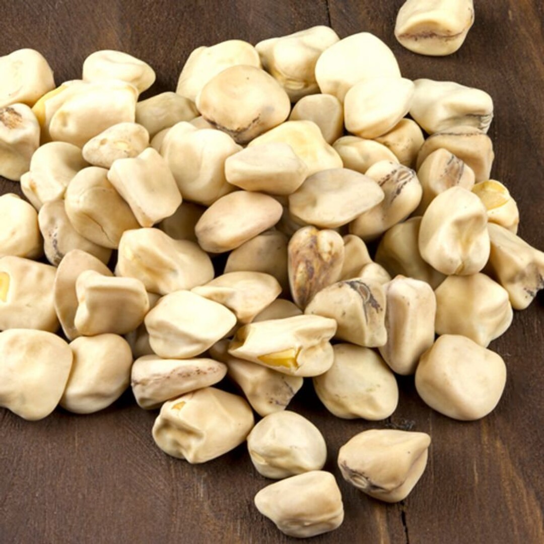 Cicerchia Bean Seeds: Italian Heirloom, Chickling Vetch - Etsy