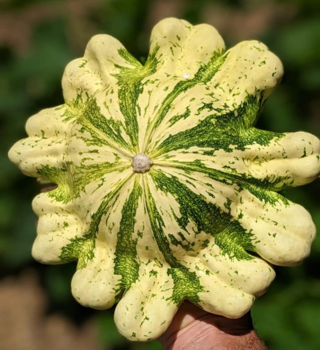 Cream and Green Patty Pan Squash Seeds: Heirloom, Open Pollinated - Etsy