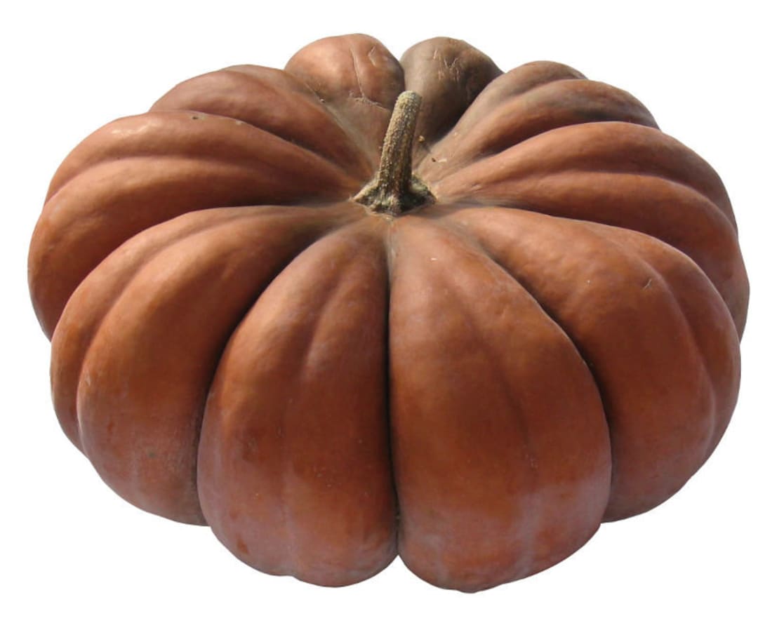 Winter Squash Calabaza De Castilla Winter Squash /aka Musquee De ...