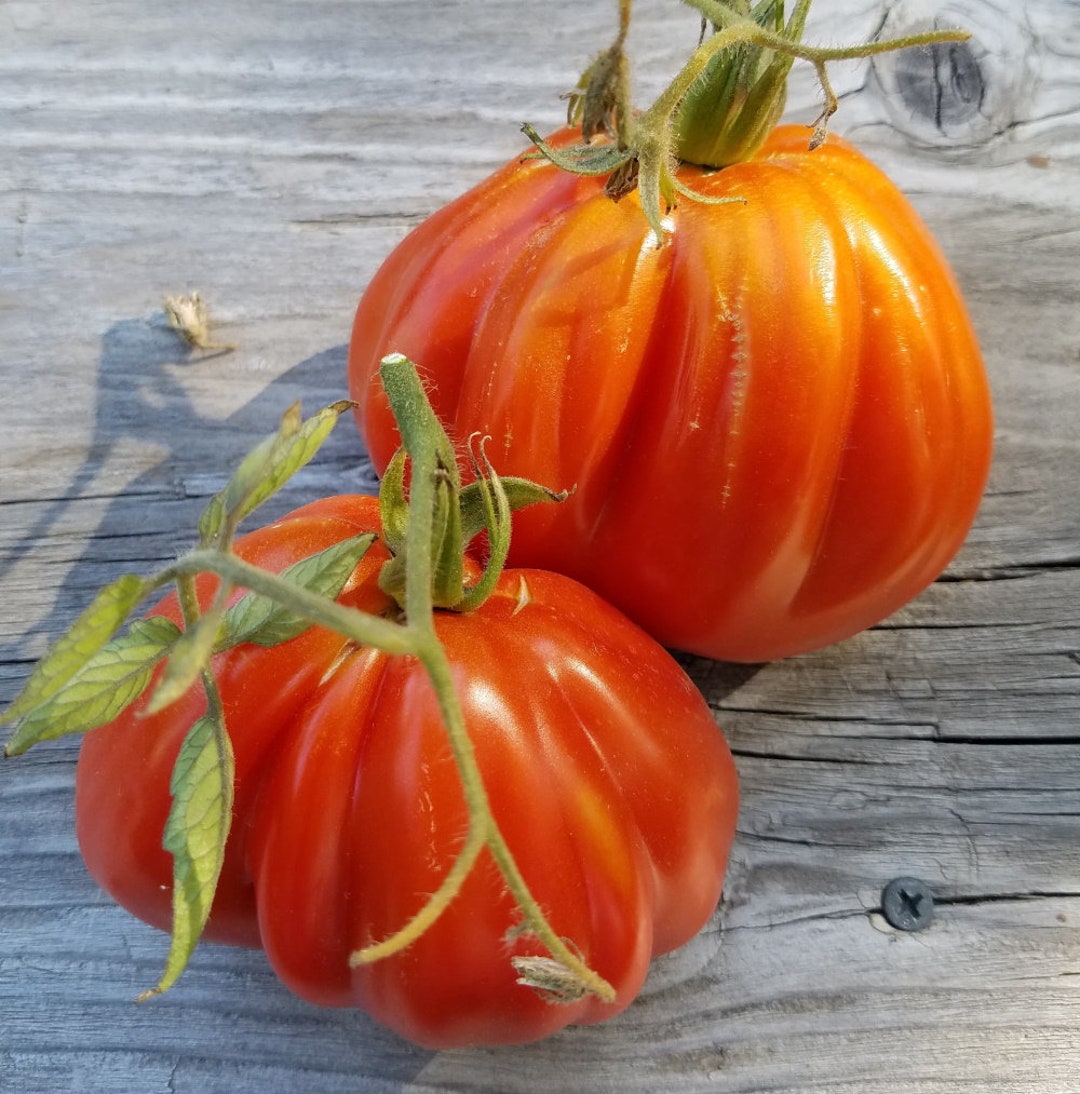 Belmonte Pear Tomato Seeds: Italian Heirloom, Open Pollinated - Etsy