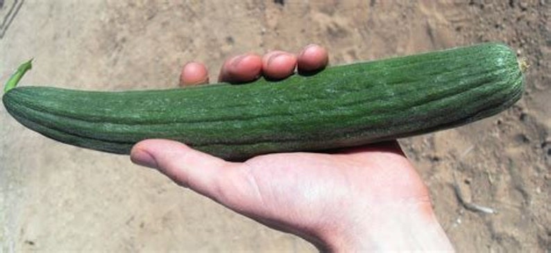 Cucumber Painted Serpent Striped Yard Long Armenian Cucumber 30 Seeds ...