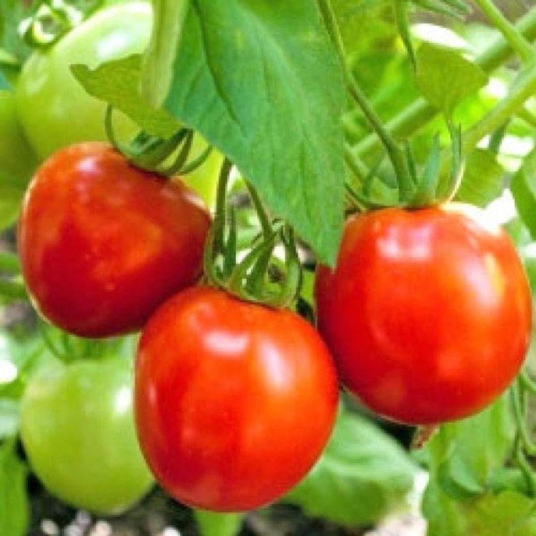 Glacier Tomato Seeds: Cold Hardy Swedish Heirloom, Open Pollinated - Etsy