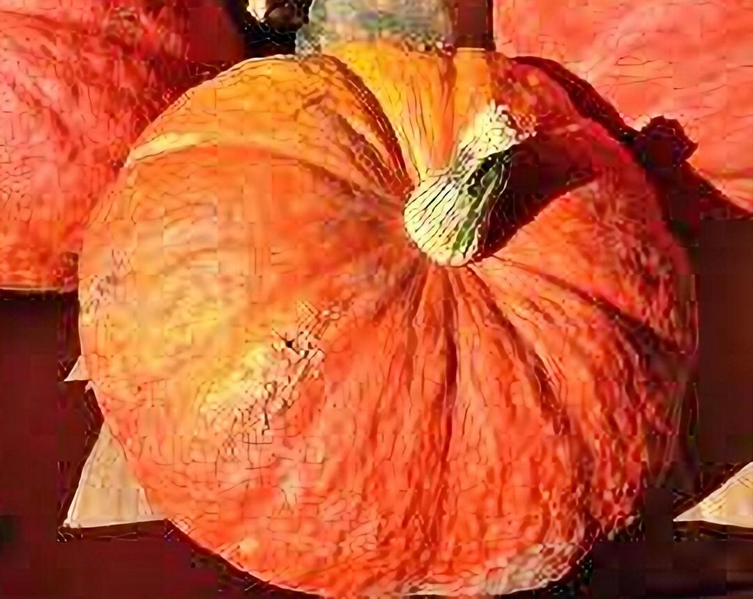 Colorado Plateau Orange, Winter Squash, Heirloom Garden Seeds - Non-gmo ...