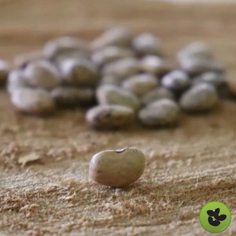 Blue Speckled Tepary Bean Seeds: 50+ Rare Mayan Native Heirloom Garden ...