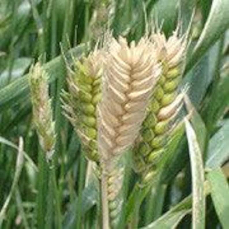 Pima Club Wheat Berries: 350+ Native Heirloom Ancient Grain Seeds ...