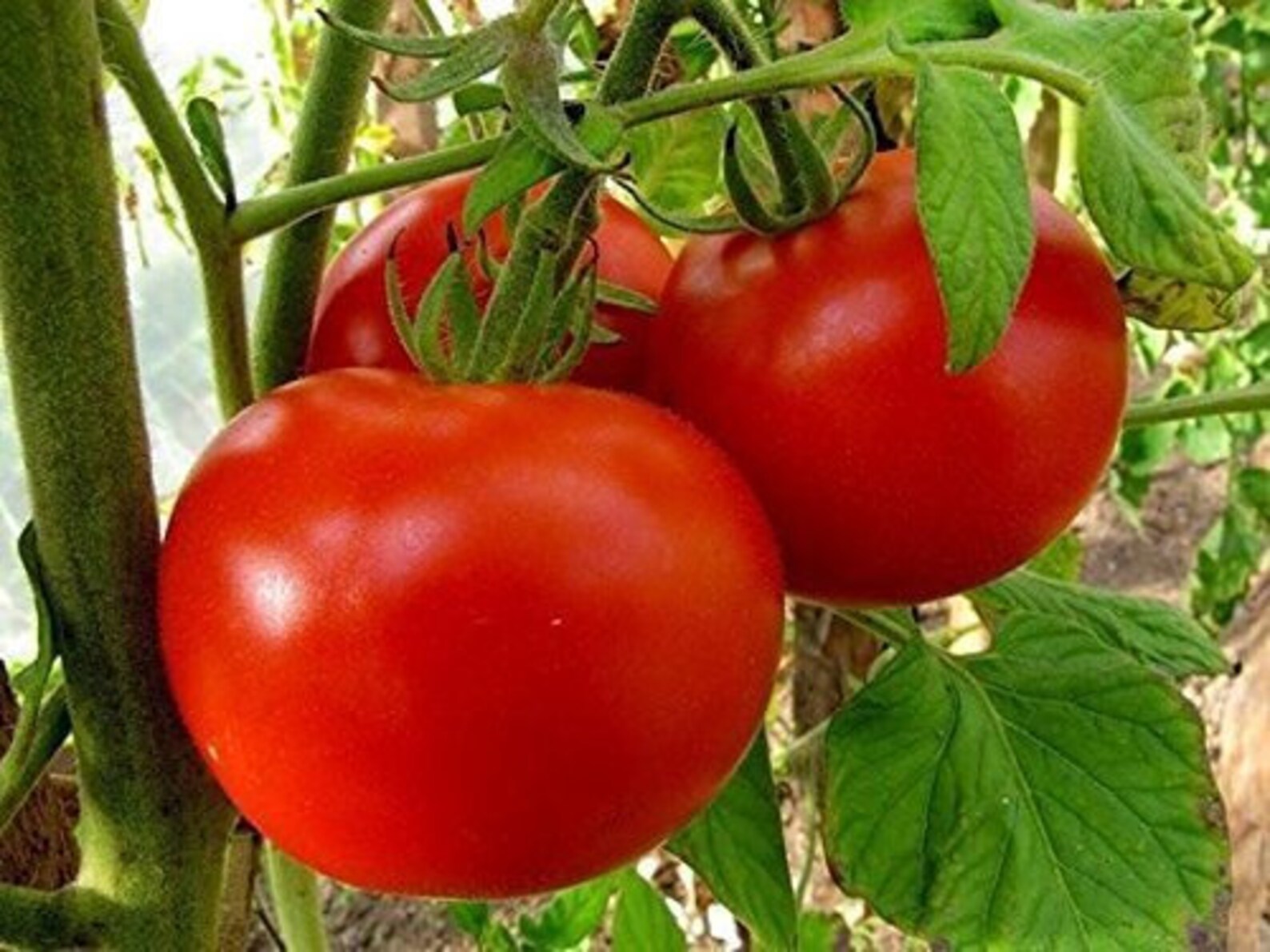 Mashenka Beefsteak Tomato Seeds, Russian Heirloom, Open Pollinated - Etsy