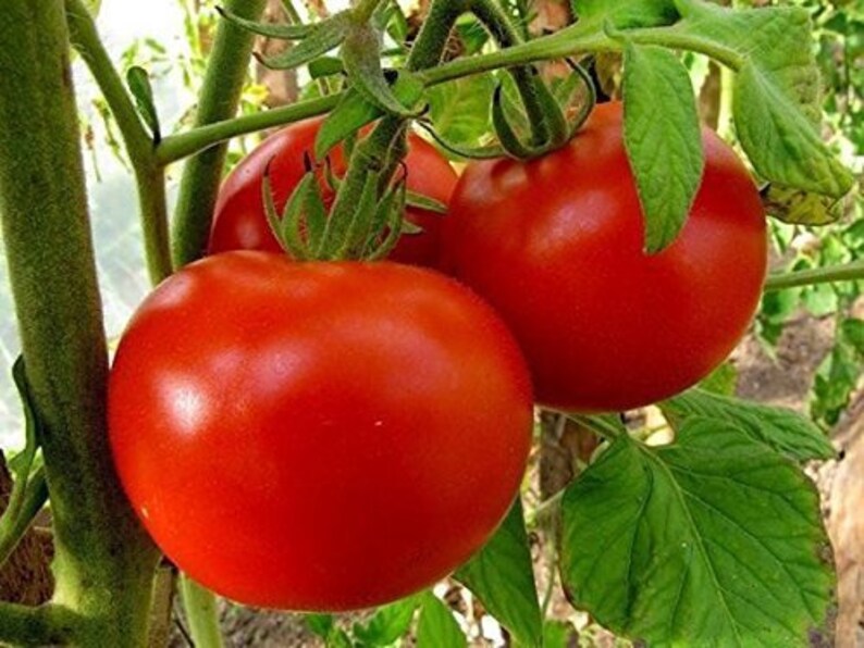 Mashenka Beefsteak Tomato Seeds, Russian Heirloom, Open Pollinated - Etsy